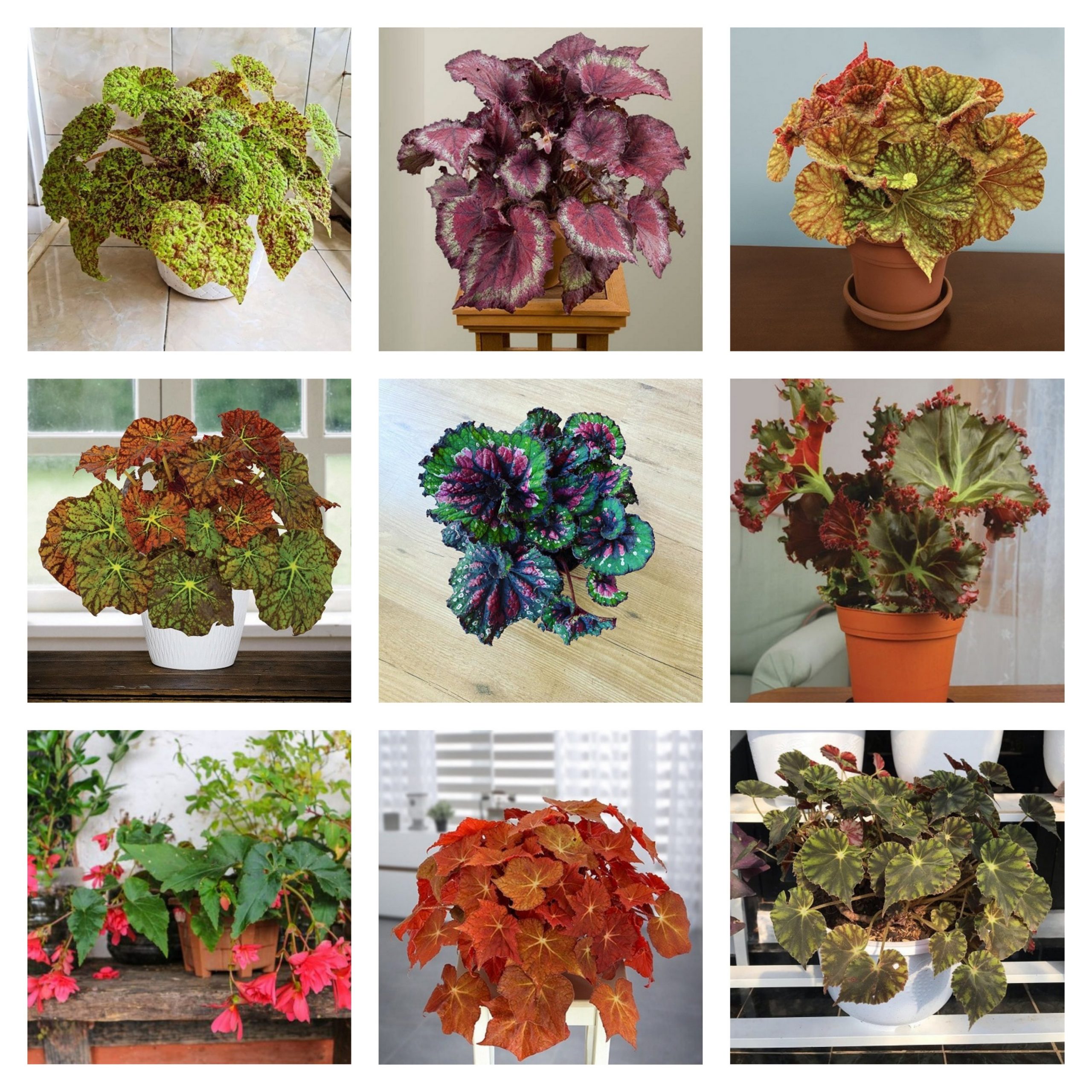 Begonia Combo (20 varieties) - Buy 6000+ Plants, Seeds, Pots online at ...