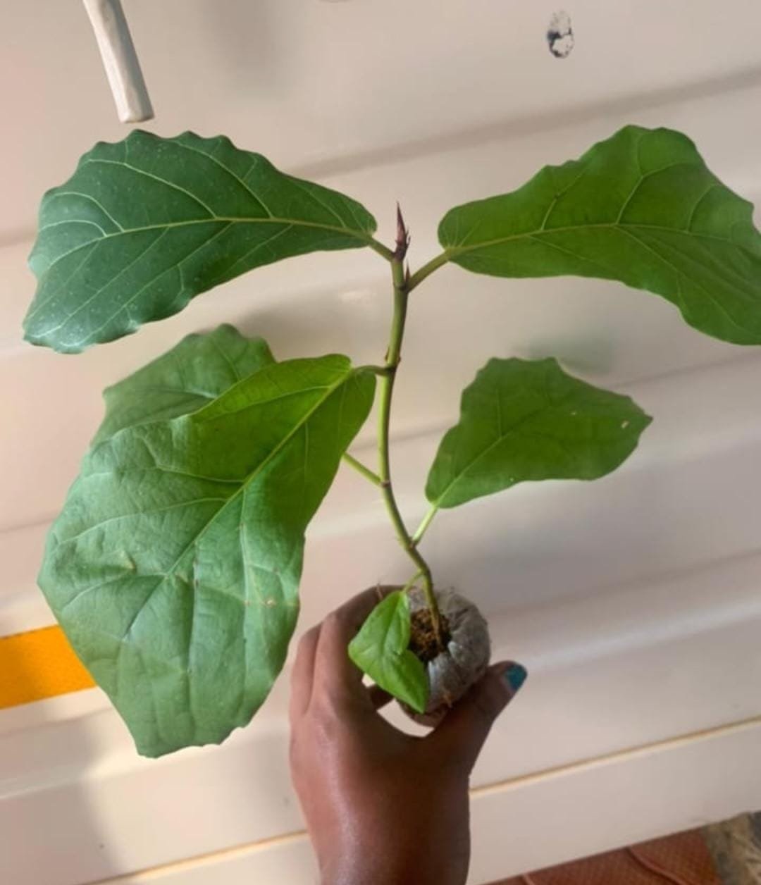 Fiddle leaf fig (small plant) - Buy 6000+ Plants, Seeds, Pots online at ...