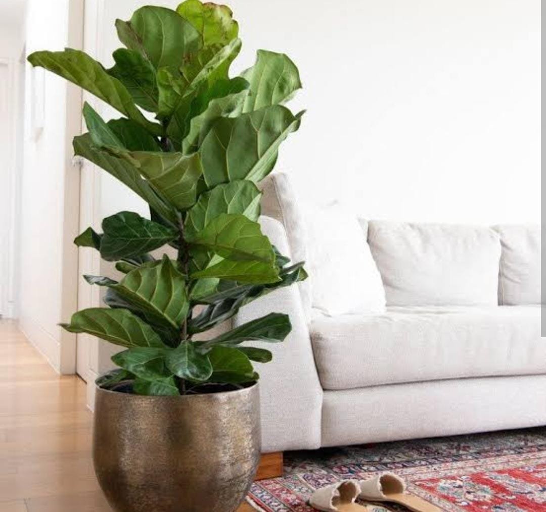 Fiddle leaf fig (small plant) - Buy 6000+ Plants, Seeds, Pots online at ...