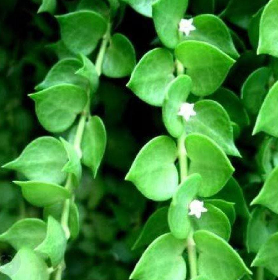 String of millions (single plant) - Buy 6000+ Plants, Seeds, Pots ...