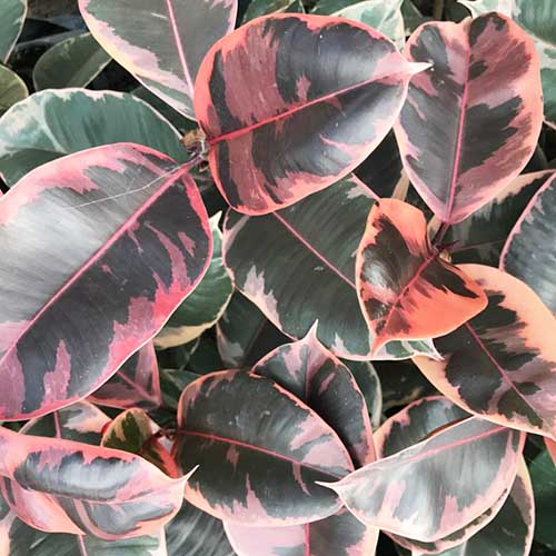 Ficus Elastica Ruby (Single plant) - Buy 6000+ Plants, Seeds, Pots ...