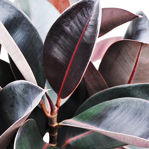 Ficus Elastica Ruby (Single plant) - Buy 6000+ Plants, Seeds, Pots ...