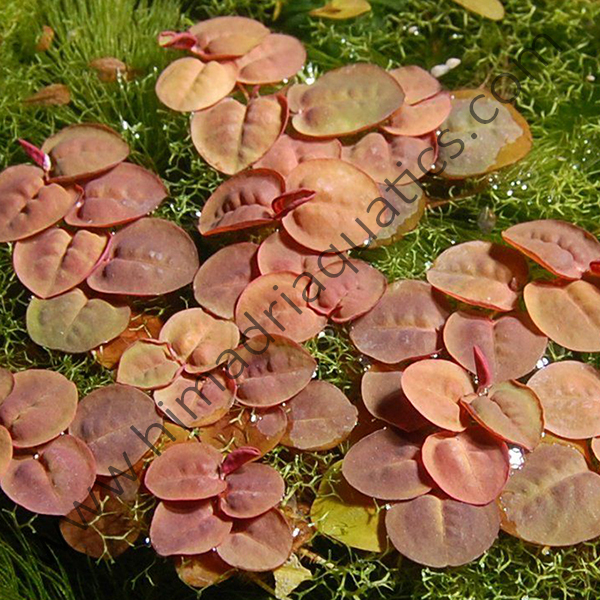 Phyllanthus Fluitans/ Red root floaters - Buy 6000+ Plants, Seeds, Pots online at Himadri ...
