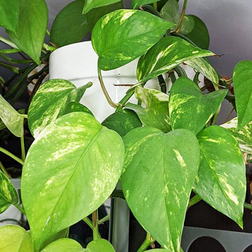 Ordinary Golden Pothos/ Epipremnum Aureum/ Devils Ivy (Single plant ...