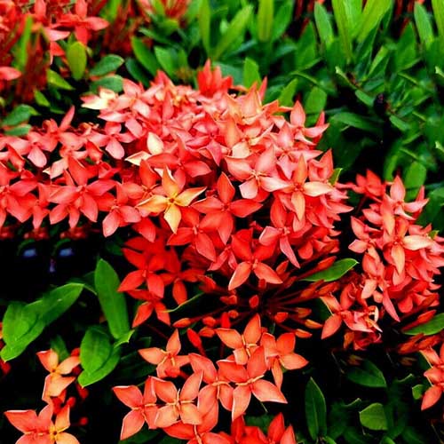 ixora dwarf red (Single plant) - Buy 6000+ Plants, Seeds, Pots online ...