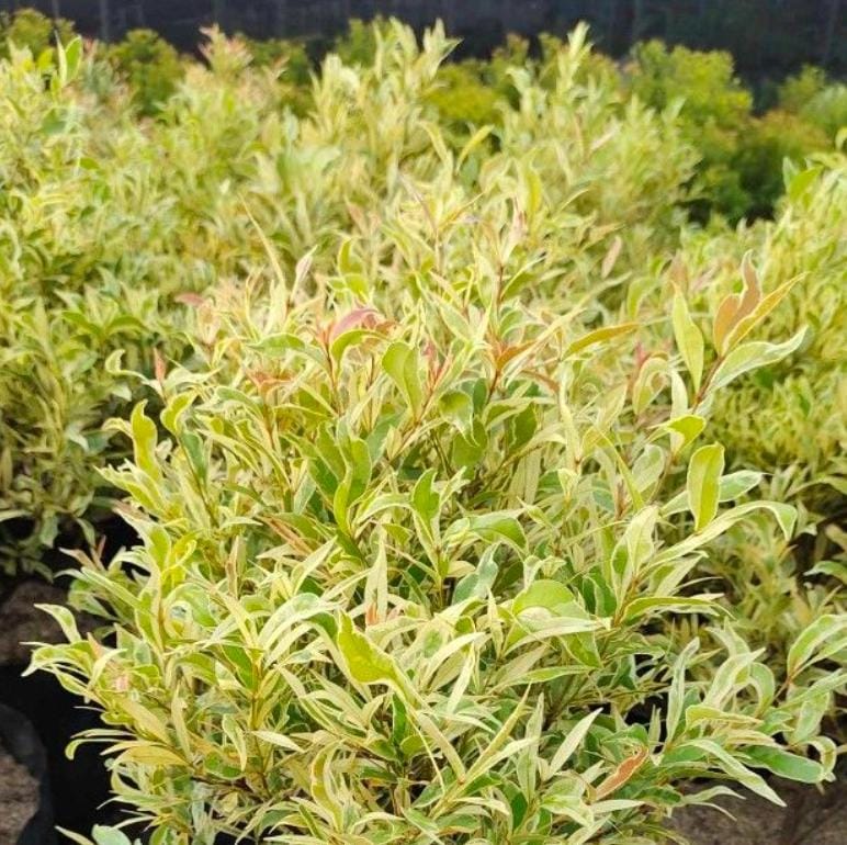 Variegated Eugenia (single plant) - Buy 6000+ Plants, Seeds, Pots ...
