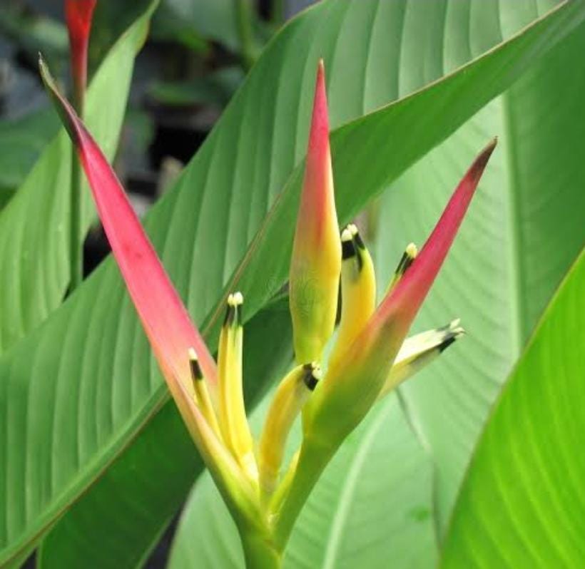 Heliconia psittacorum Pink Blush (5 plants) - Buy 6000+ Plants, Seeds ...