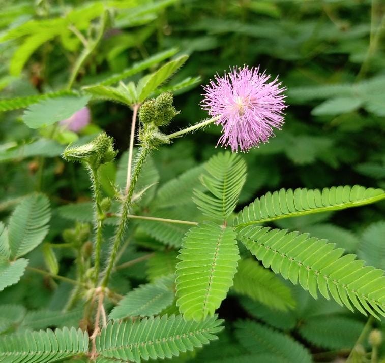 Mimosa/ touch me not plant (single plant) - Buy 6000+ Plants, Seeds ...