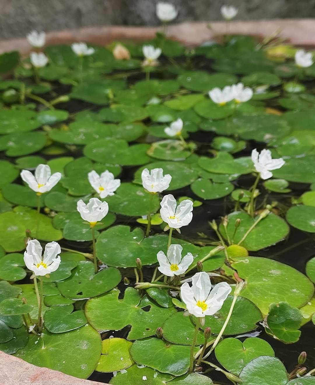 White snow flakes ( 25 plants) - Buy 6000+ Plants, Seeds, Pots online ...