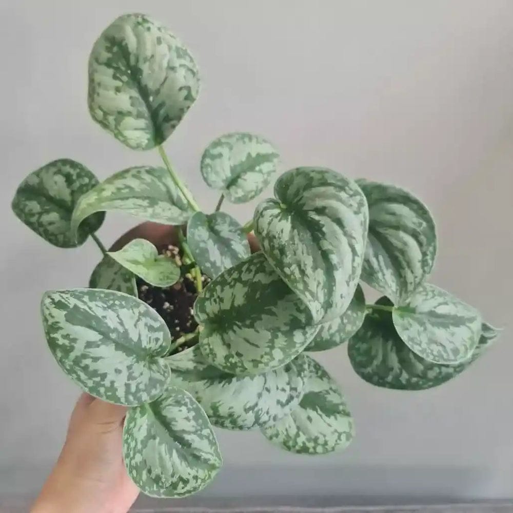 Satin pothos/ Scindapsus Silver (small plant pot) - Buy 6000+ Plants ...