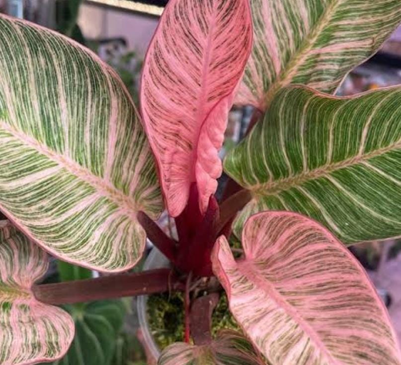 Philodendron Birkin Pink (single plant pot) - Buy 6000+ Plants, Seeds ...