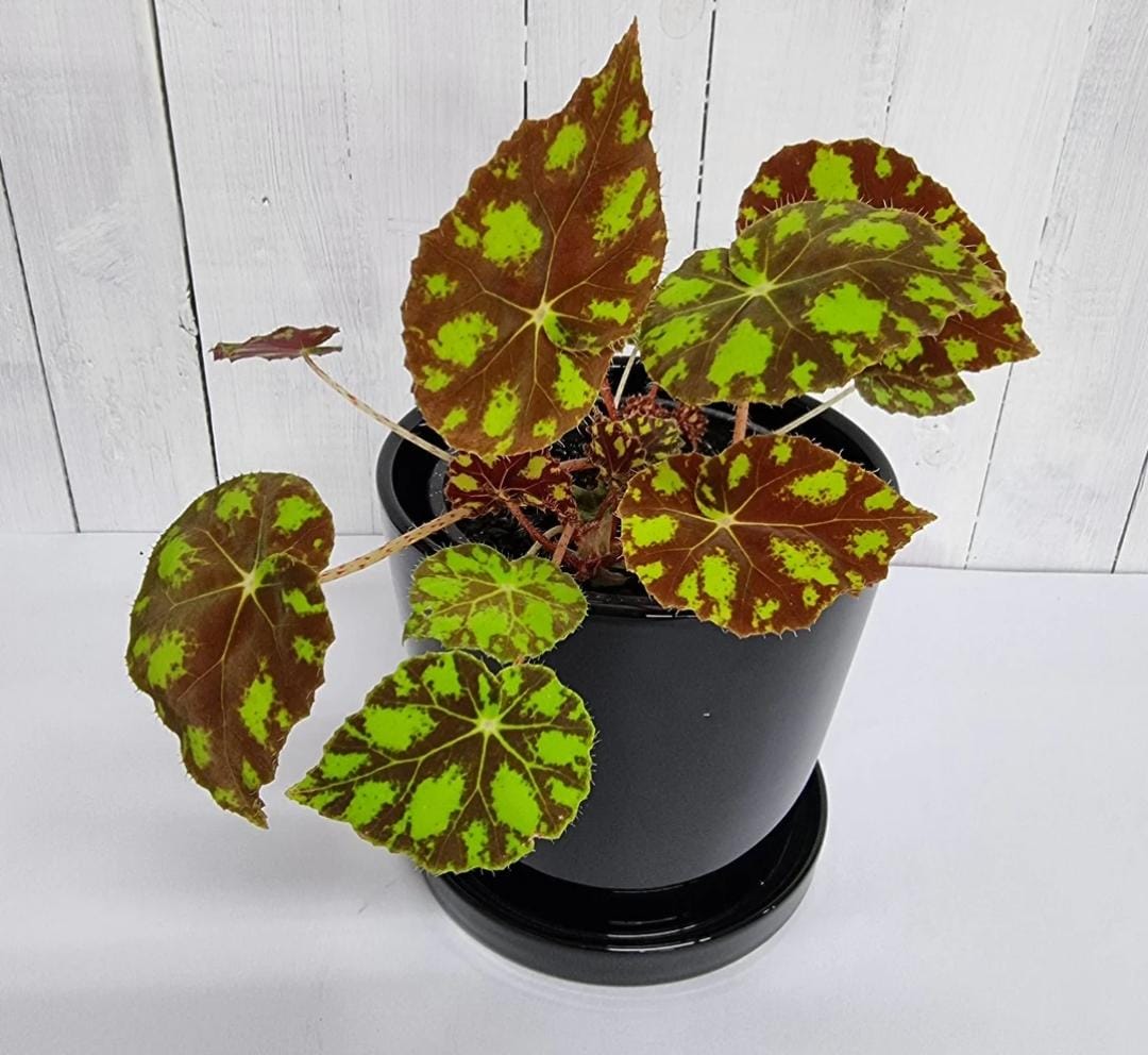 Begonia Tiger Paws (jiffy sized) - Buy 6000+ Plants, Seeds, Pots online ...