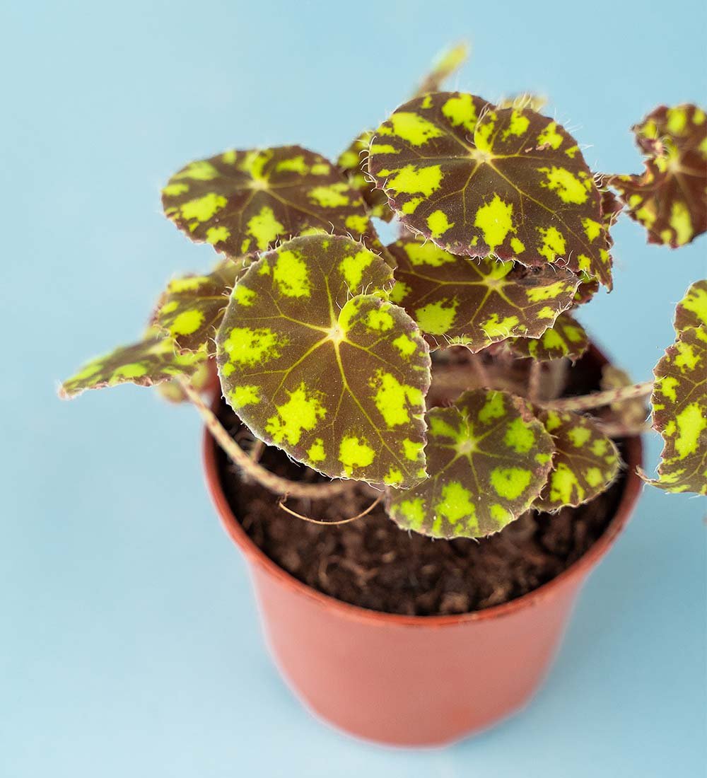 Begonia Tiger Paws (jiffy sized) - Buy 6000+ Plants, Seeds, Pots online ...