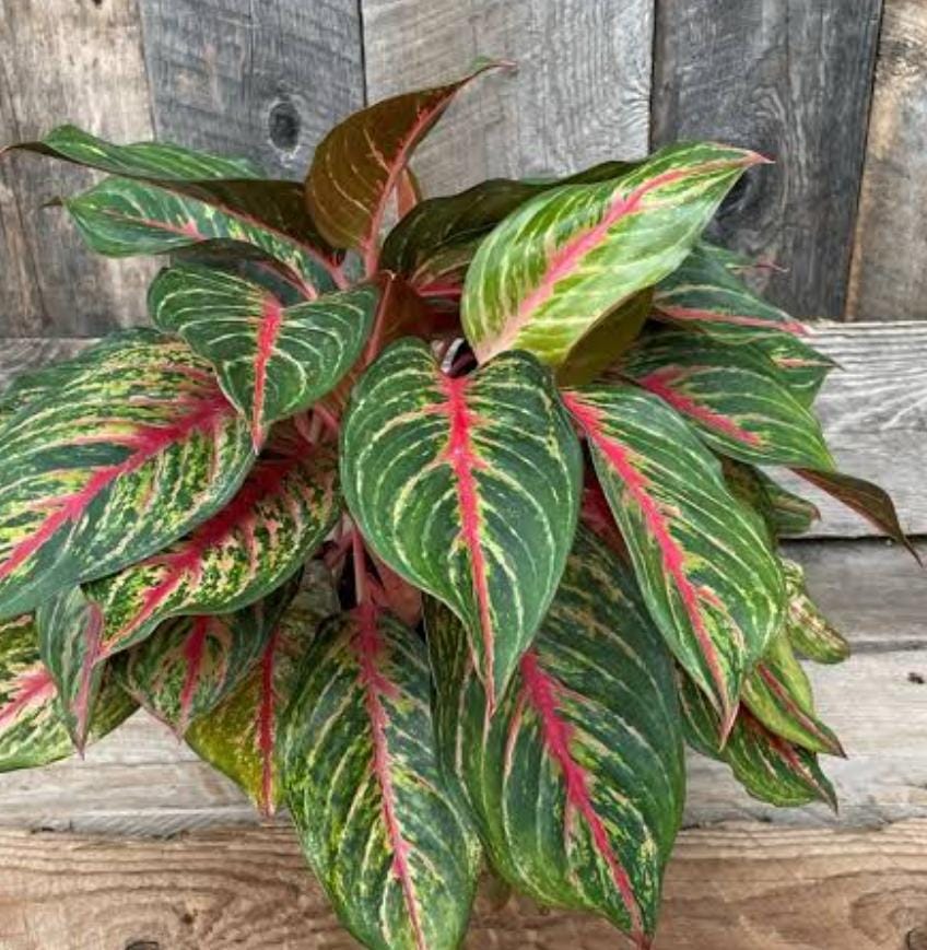 Aglaonema Red Emerald (single plant) - Buy 6000+ Plants, Seeds, Pots ...
