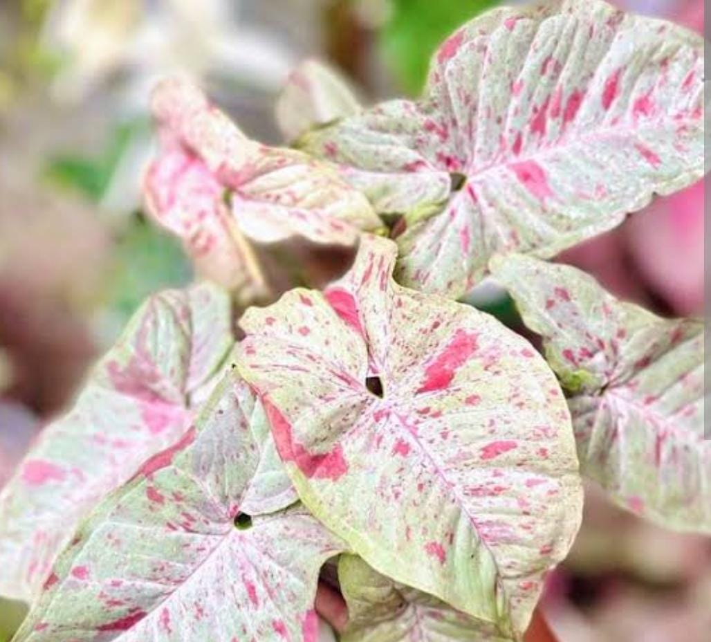 Syngonium Milk Confetti (single plant pot) - Buy 6000+ Plants, Seeds ...