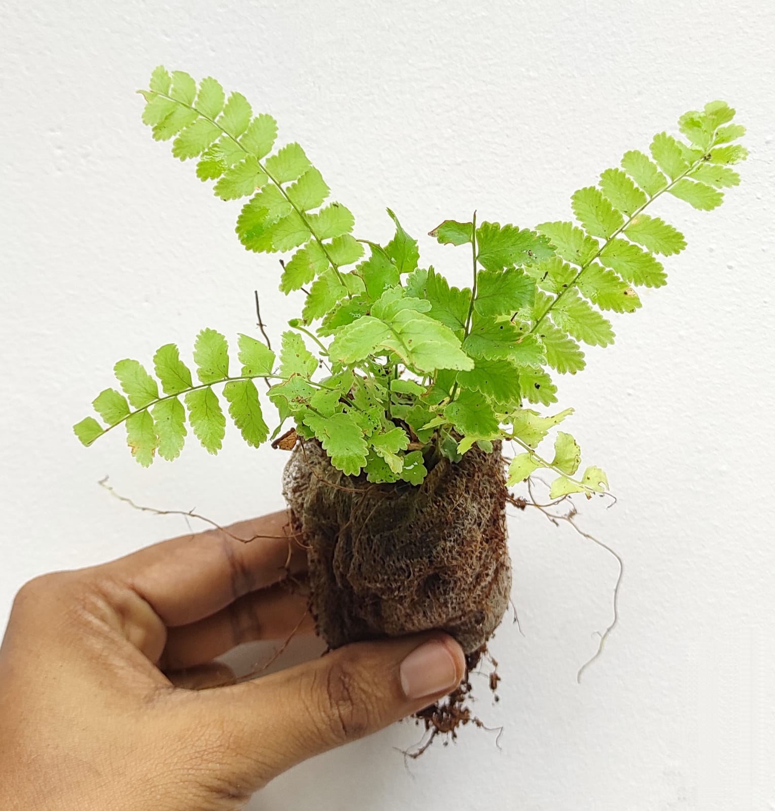 Adiantum miniature button fern (jiffy) - Buy 6000+ Plants, Seeds, Pots ...