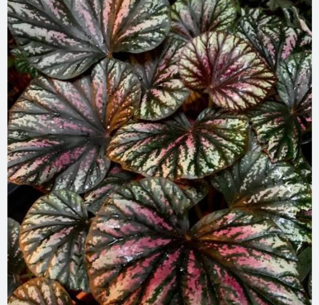 Begonia candy stripe (jiffy sized) - Buy 6000+ Plants, Seeds, Pots ...