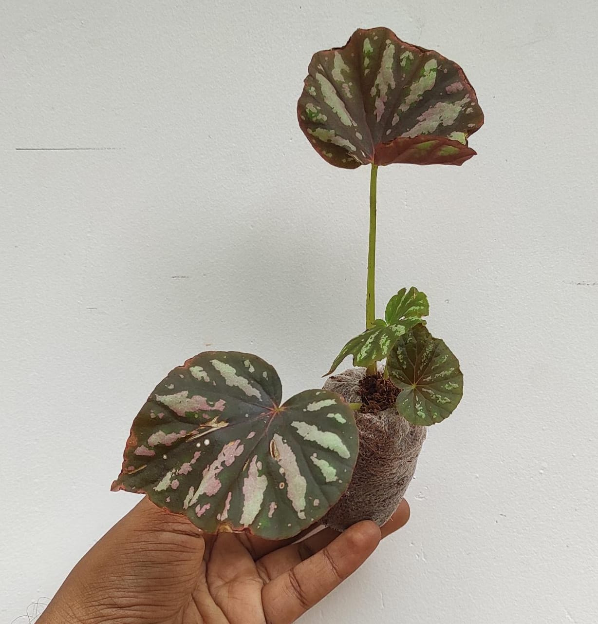 Begonia candy stripe (jiffy sized) - Buy 6000+ Plants, Seeds, Pots ...