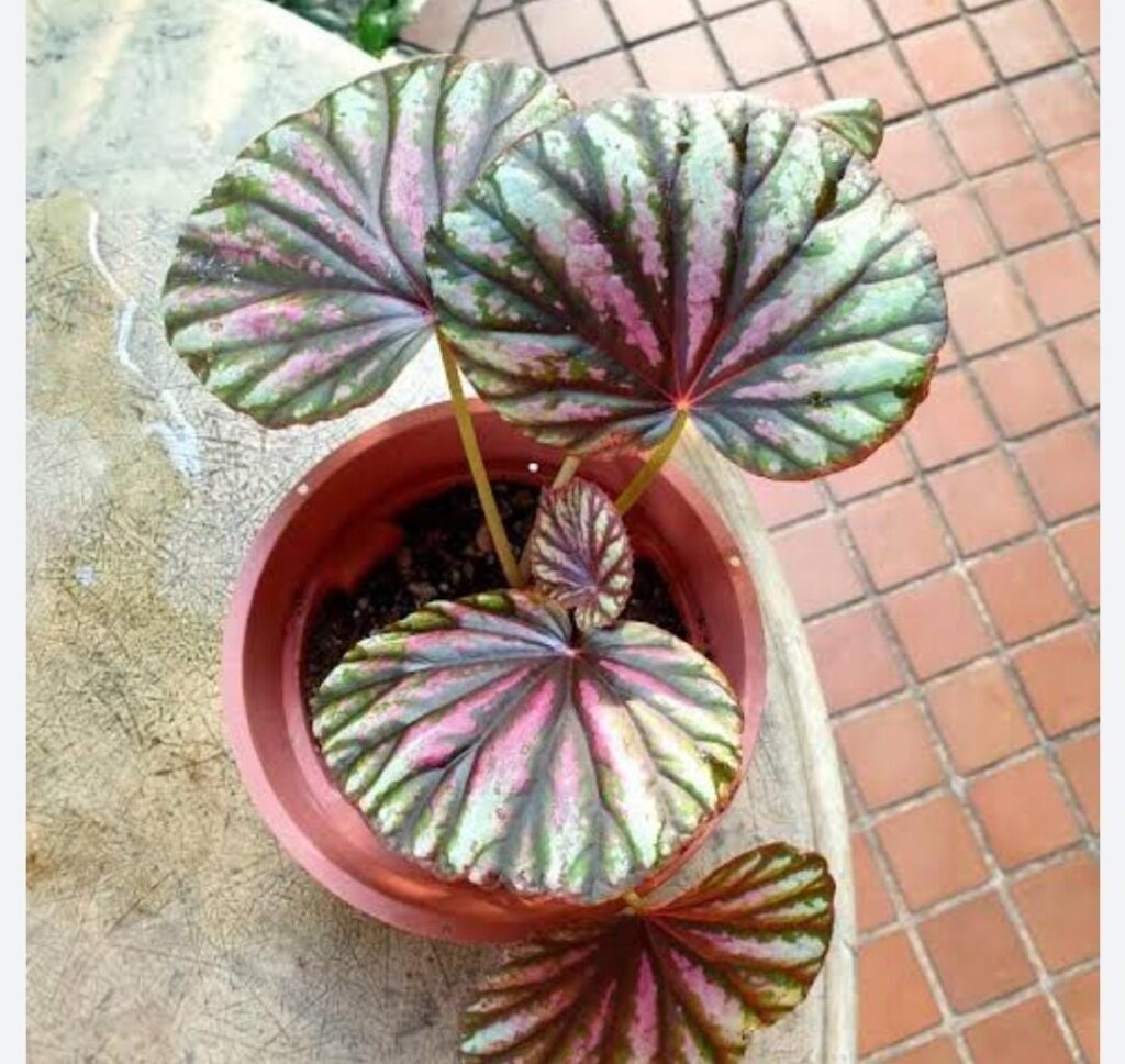Begonia candy stripe (jiffy sized) - Buy 6000+ Plants, Seeds, Pots ...
