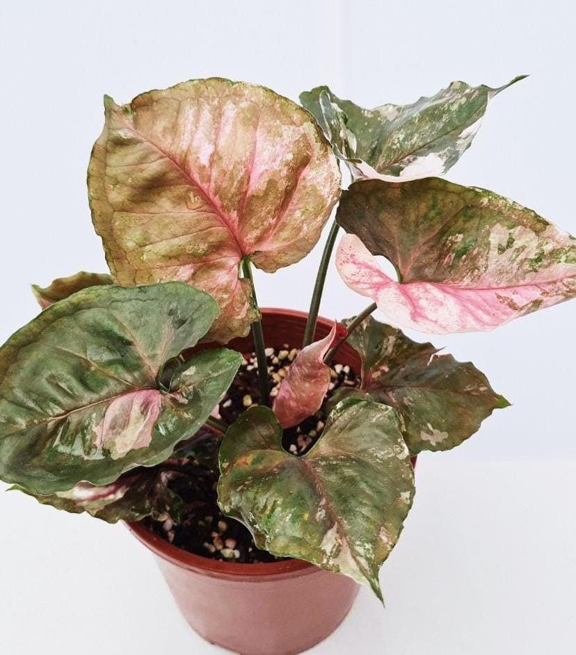 Syngonium Strawberry Ice (small single plant pot) - Buy 6000+ Plants ...