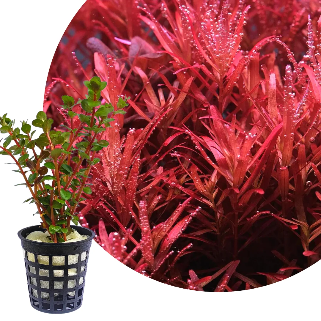 Rotala rotundifolia "Hi Red" (large Pot) - Buy 6000+ Plants, Seeds ...