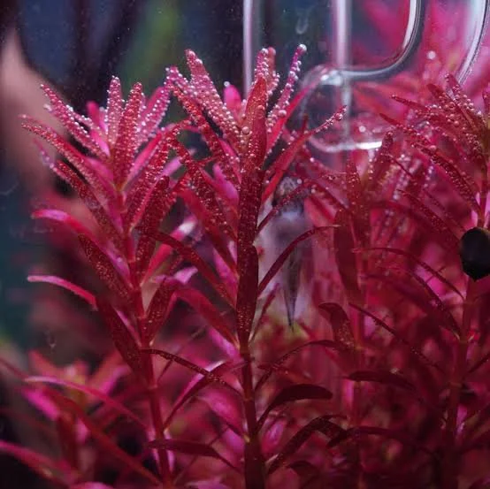 Rotala blood red Singapore Version SG (6 stems) - Buy 6000+ Plants ...