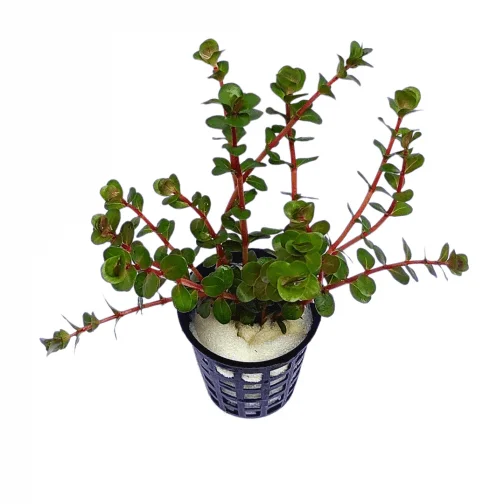 Rotala rotundifolia "Hi Red" (large Pot) - Buy 6000+ Plants, Seeds ...
