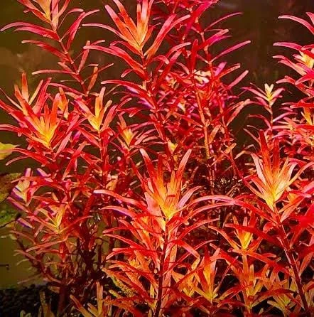 Rotala Blood Red SG (large pot) - Buy 6000+ Plants, Seeds, Pots online ...