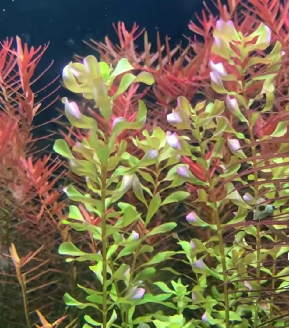 Rotala red cross (6 stems) - Buy 6000+ Plants, Seeds, Pots online at ...