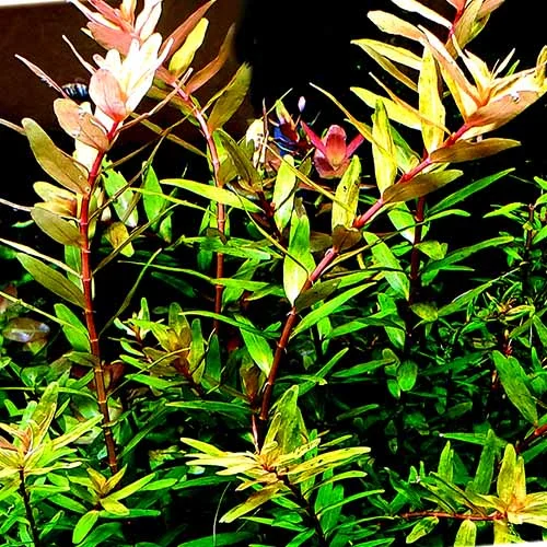 Rotala rotundifolia Shimoga/ Rotala Sp Shimoga (6 stems) - Buy 6000 ...