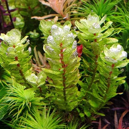 Rotala Tulunadensis (6 stems) - Buy 6000+ Plants, Seeds, Pots online at ...