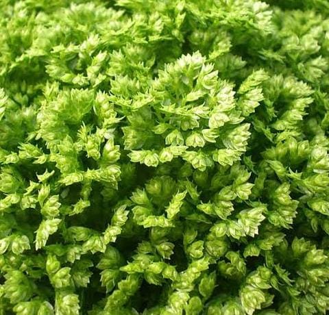 Selaginella Apoda Fern (plant clump) - Buy 6000+ Plants, Seeds, Pots ...