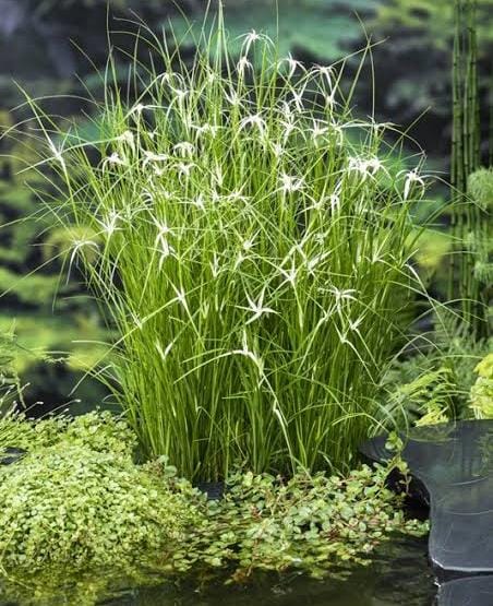 Star grass (plant clump) - Buy 6000+ Plants, Seeds, Pots online at Himadri Gardens at Lowest prices