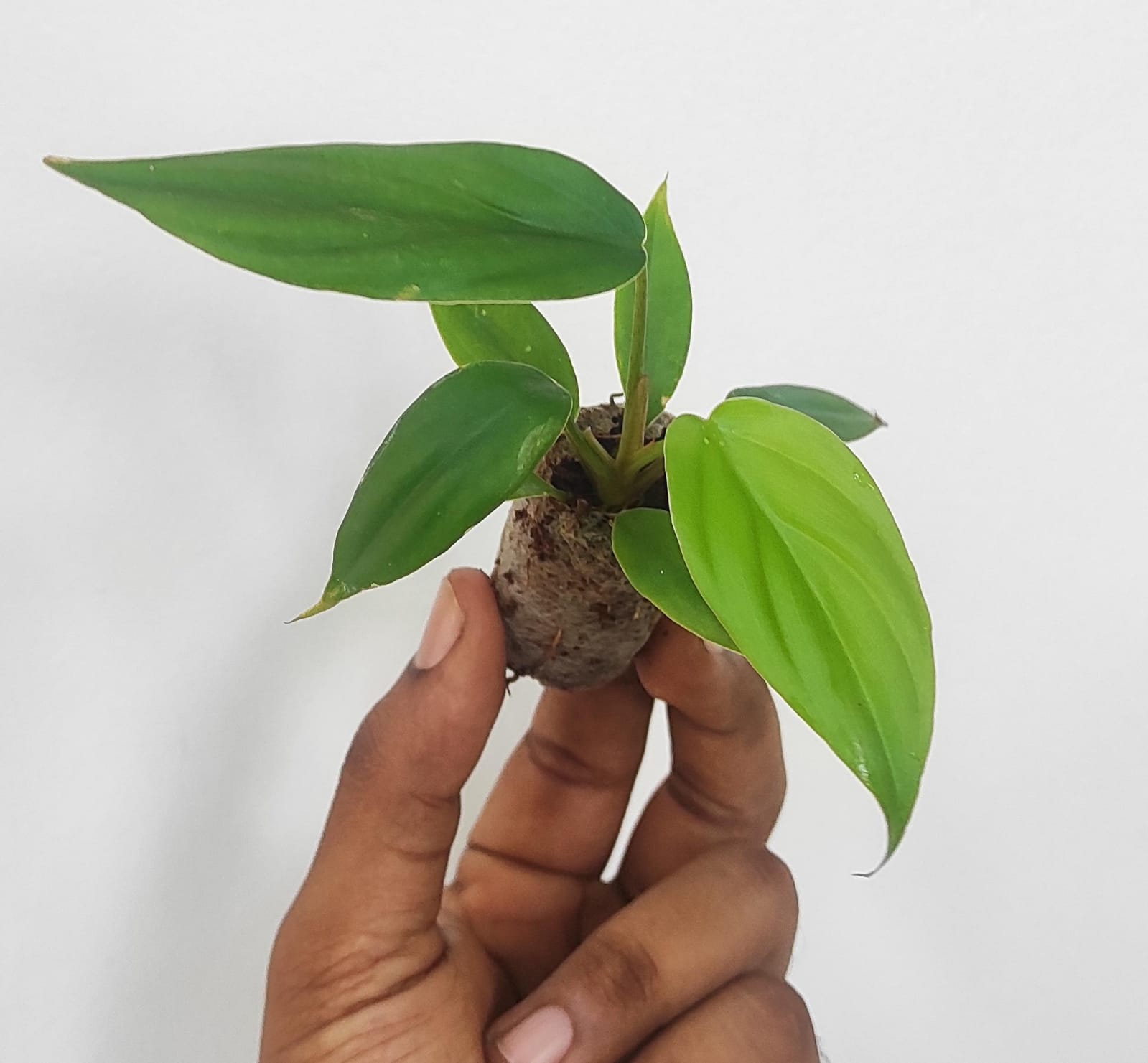 Philodendron SP Colombia (small sized) - Buy 6000+ Plants, Seeds, Pots ...