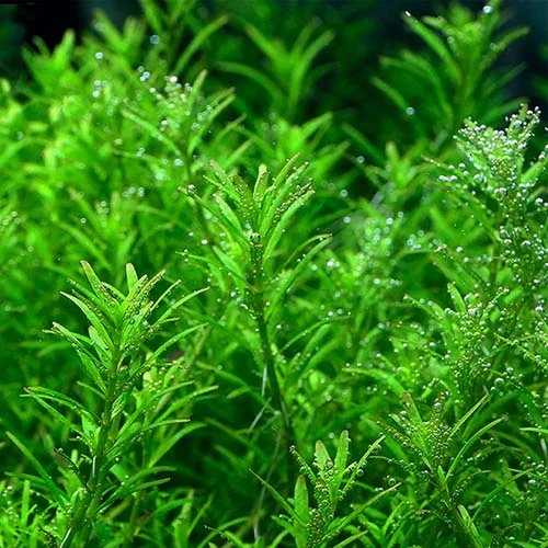 Rotala sp Wayanad (large pot) - Buy 6000+ Plants, Seeds, Pots online at ...