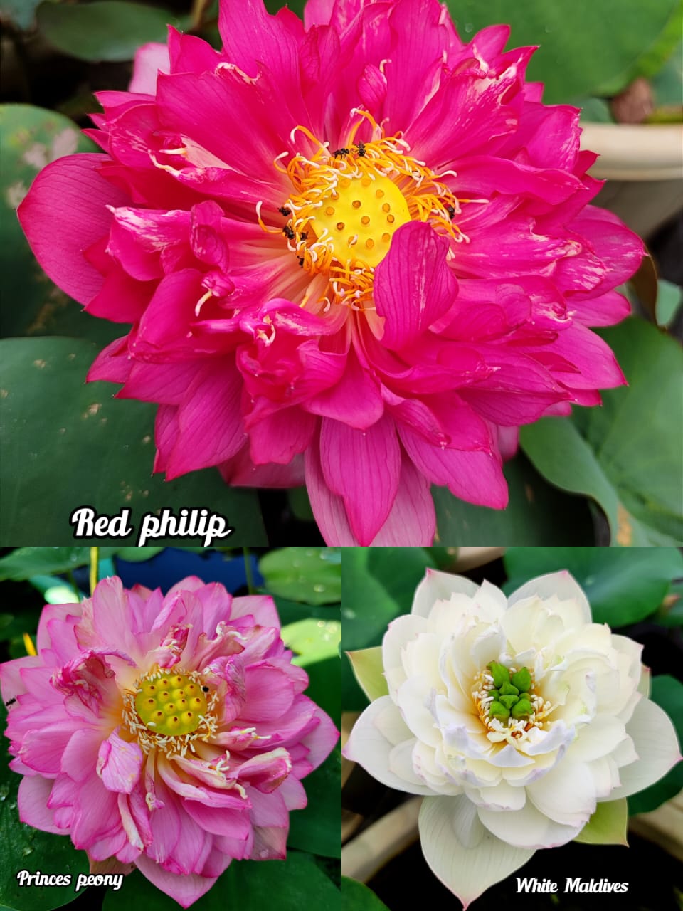Red Philip, Princes Peony, White Maldives lotus tuber combo(3 lotus ...
