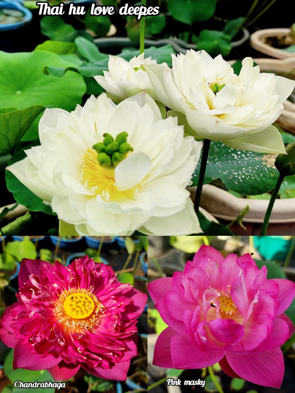 Thai hu love deeps, Chandrabhaga, Pink Masky lotus tuber combo(3 lotus ...