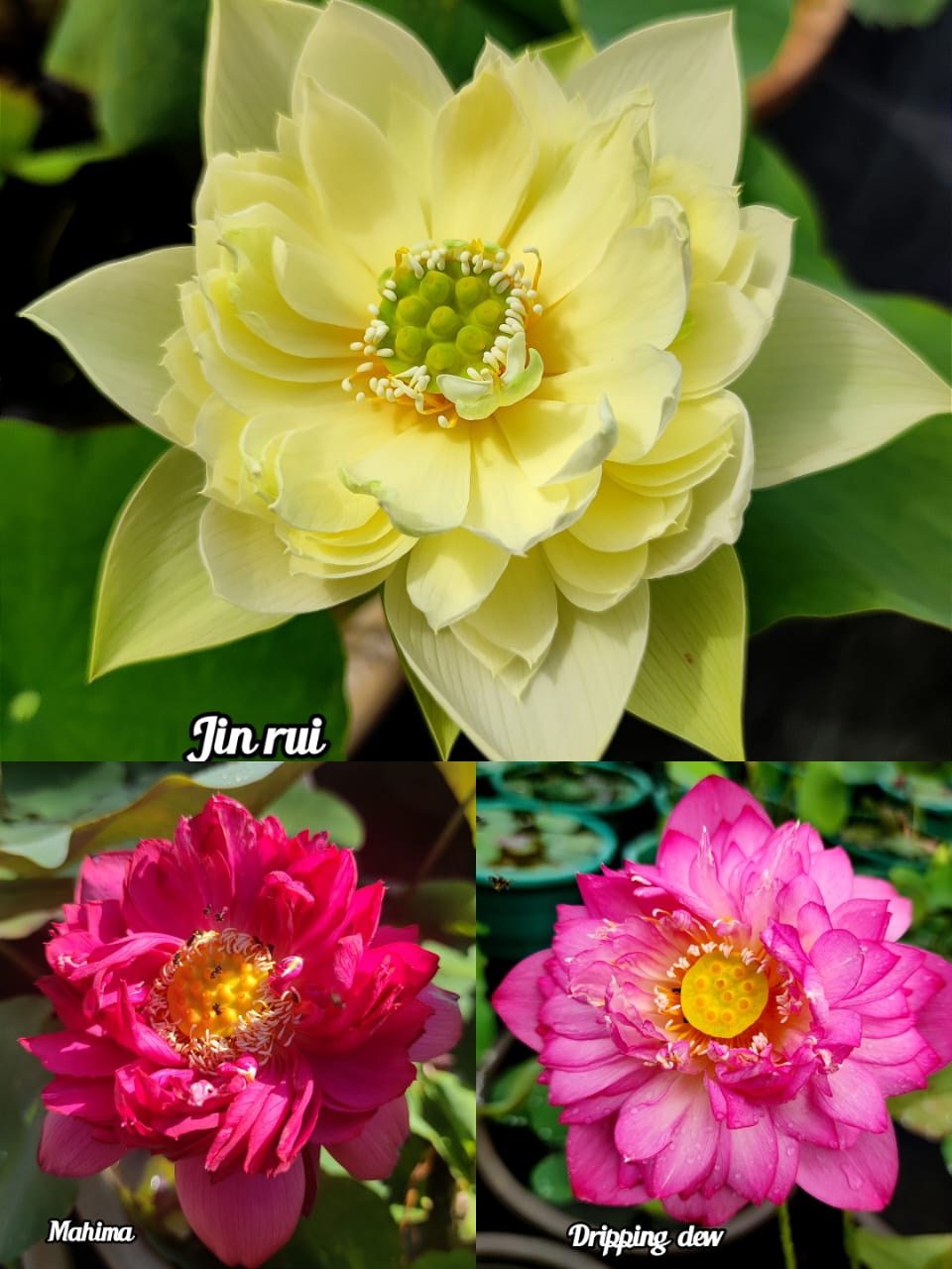 Jin rui, Mahima, Dripping Dew lotus tuber combo(3 lotus) - Buy 6000 ...