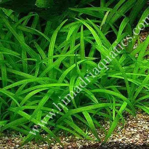 Sagittaria subulata- dwarf sag (3 plants) - Buy 6000+ Plants, Seeds ...
