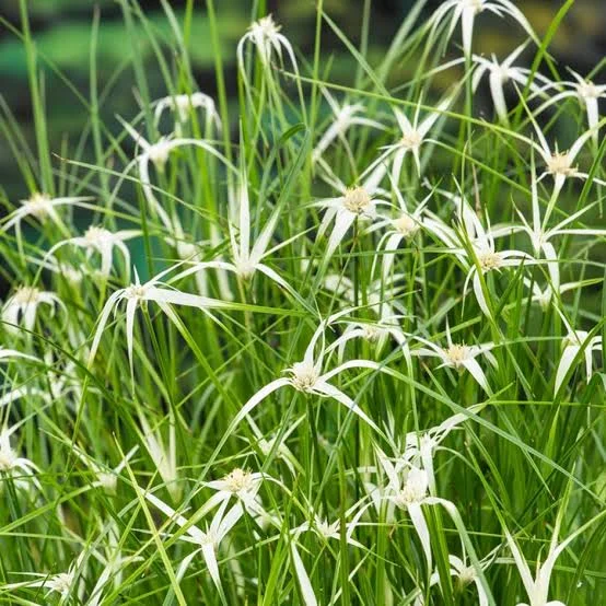 Star grass (plant clump) - Buy 6000+ Plants, Seeds, Pots online at ...