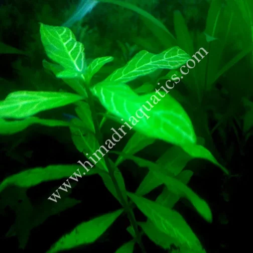 Hygrophila polysperma Rosanervig (3 stems) - Buy 6000+ Plants, Seeds ...