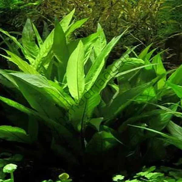 Hygrophila corymbosa /Temple mint/ Giant Hygrophila (3 stems) - Buy ...